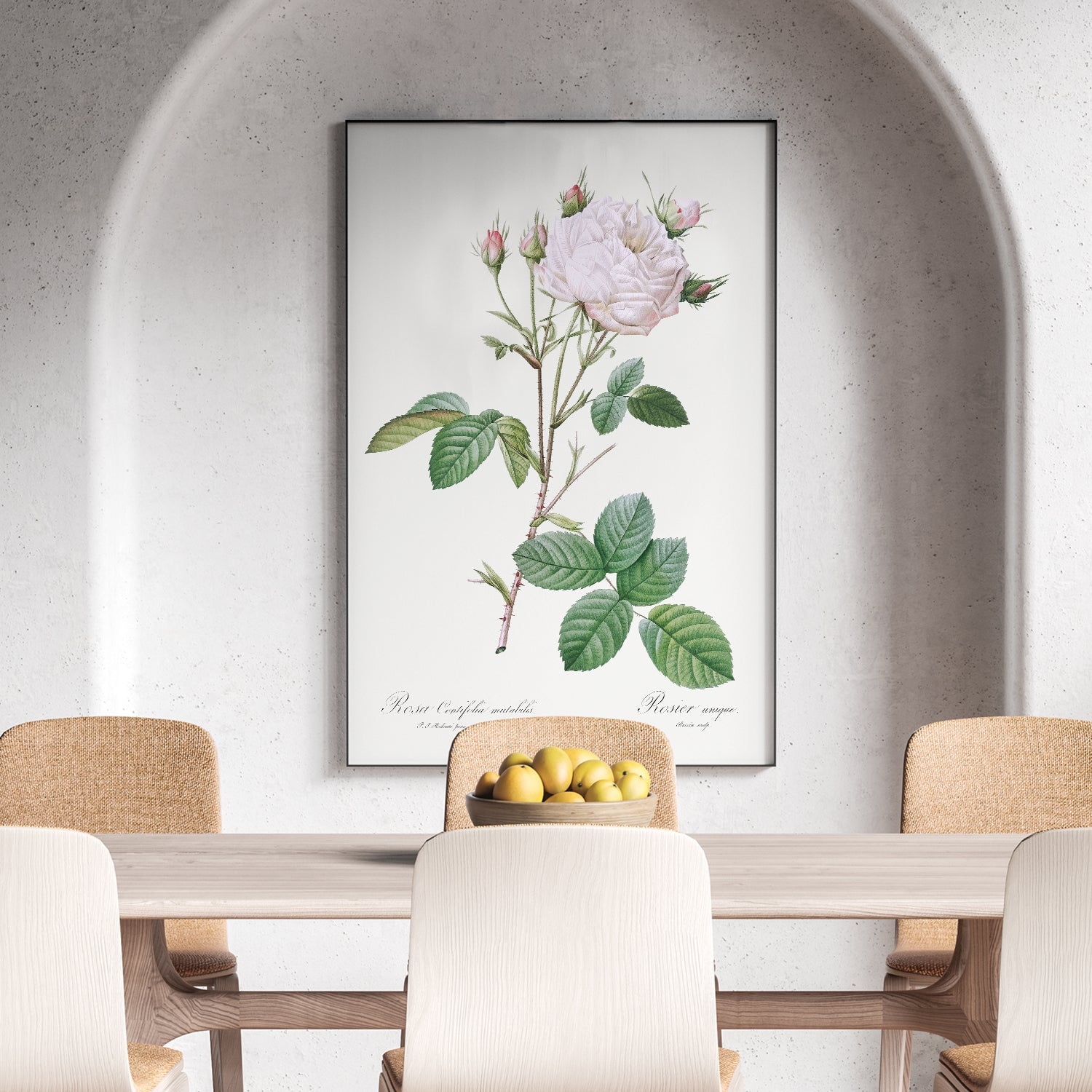 Cabbage Rose White Provence - 1817–1824 | Pierre-Joseph Redouté ...