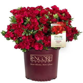 Encore Azalea Autumn Bonfire Shrub 1 Gallon - Walmart.com