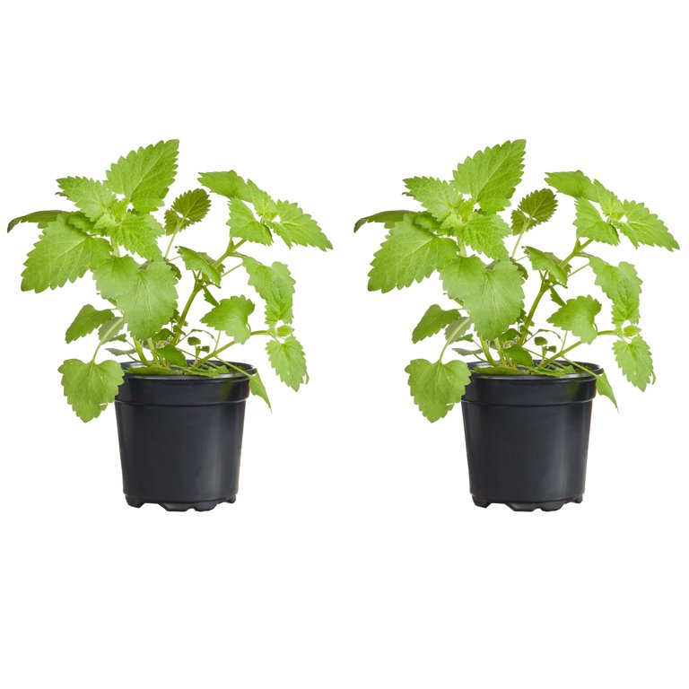 Catnip Plant In Pot