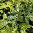 Expert Gardener Gold Dust Aucuba (2.5 Gallon) Evergreen Shrub with ...
