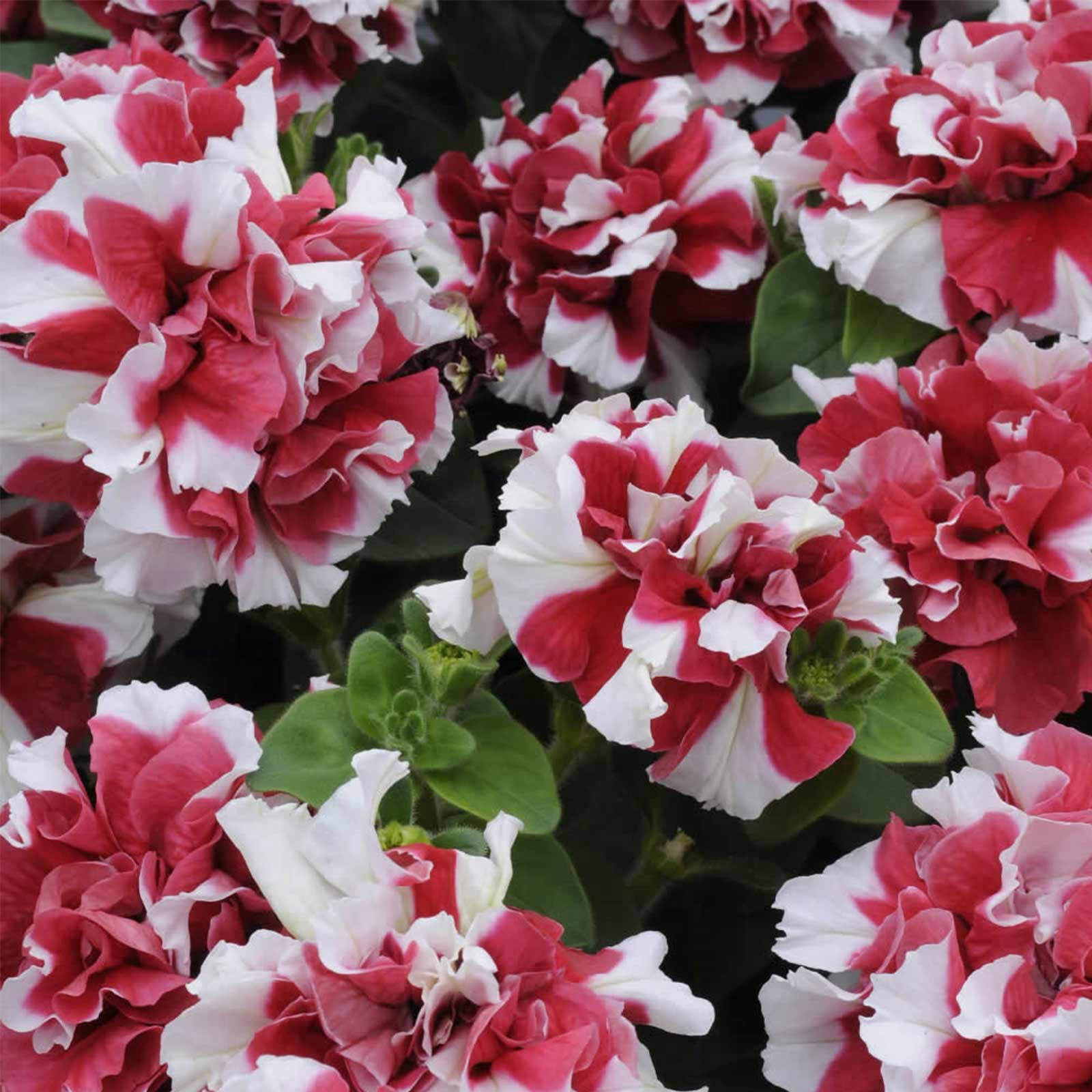 Petunia - Double Madness Series Flower Garden Seed - 1000 Pelleted ...