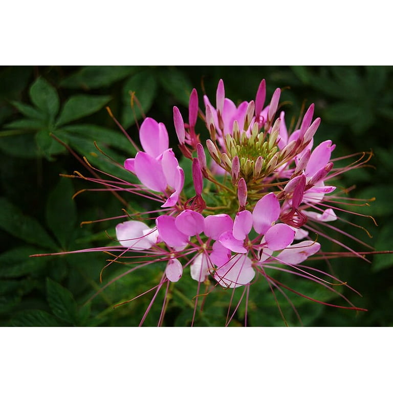 Cleome Hassleriana Rose Queen