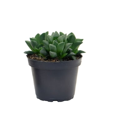 Costa Farms Assorted Cacti & Succulent Live Plants in 4” Grower Pot ...