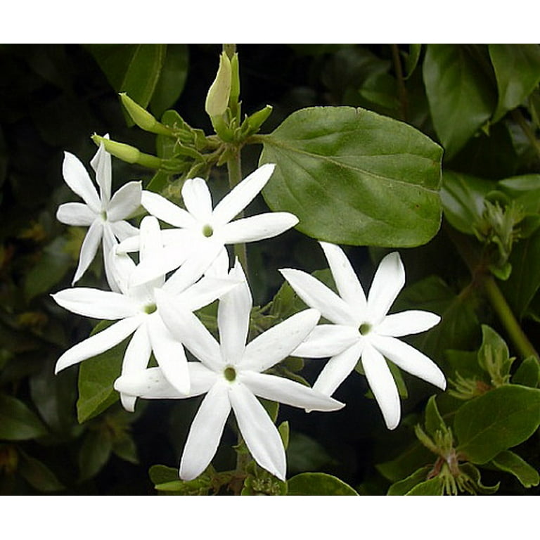 Jasminum Multiflorum