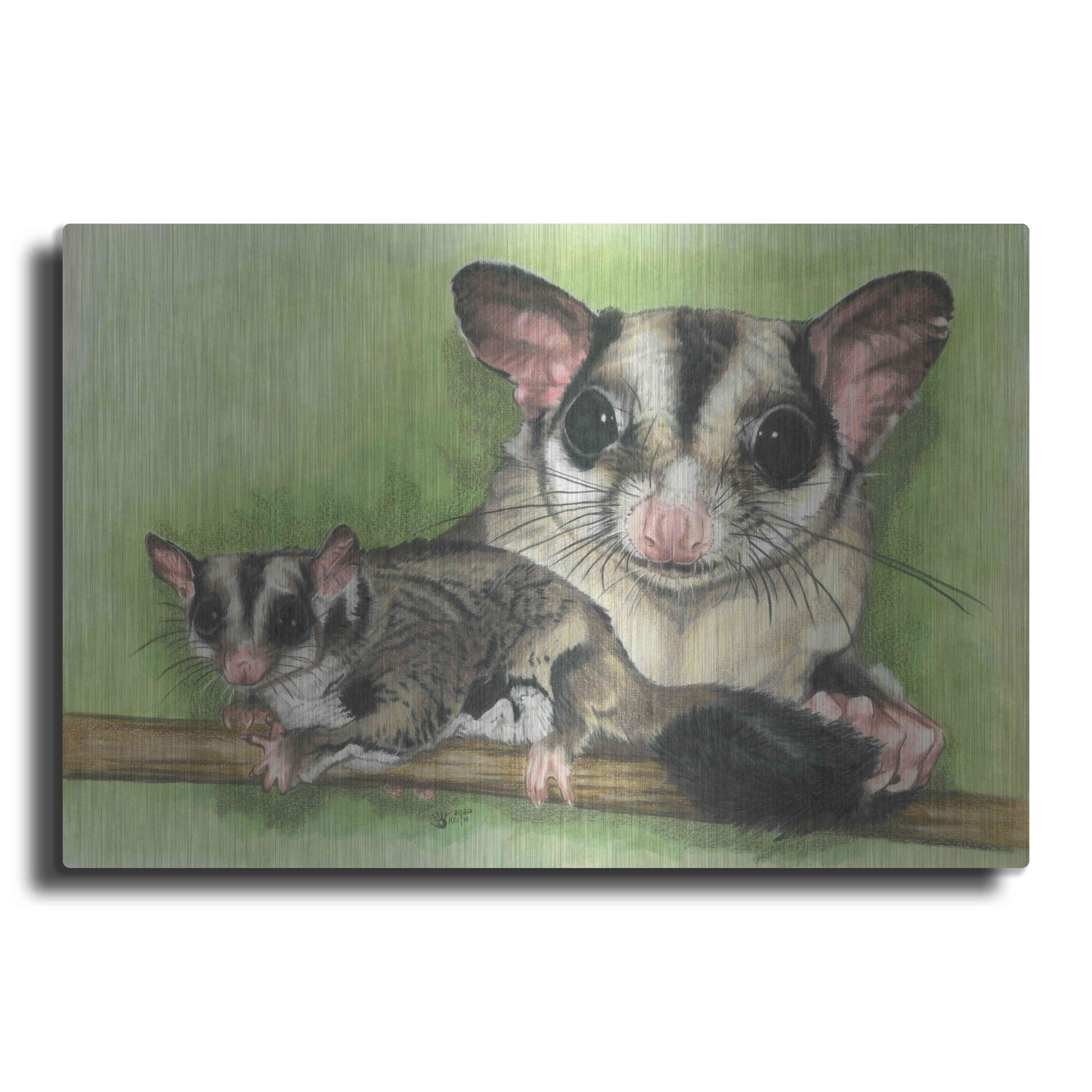 Luxe Metal Art 'Sugar Glider' by Barbara Keith, Metal Wall Art, 24"x16 ...