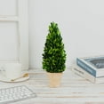 BOXWOOD WORLD Preserved Boxwood Cone Topiary in Planter Home Decor ...