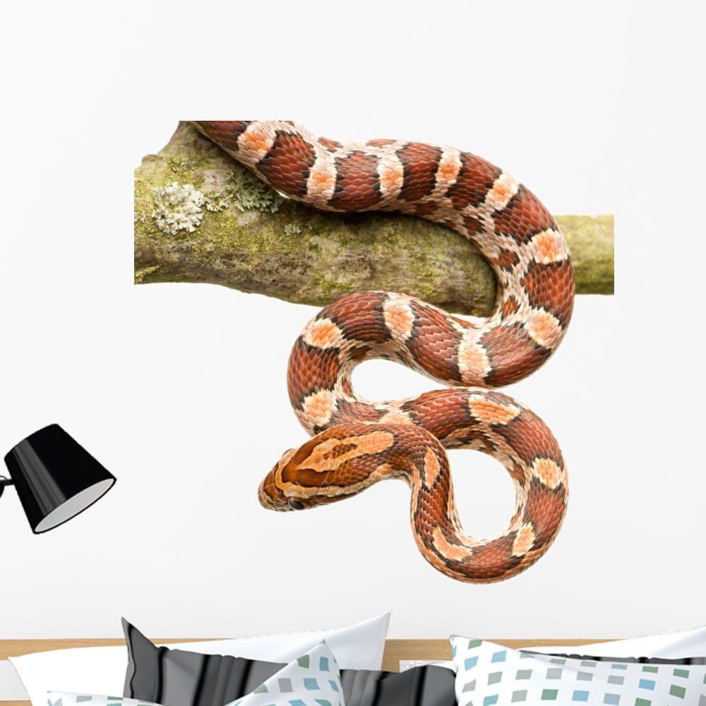 Corn Snake Wall Decal by Wallmonkeys Peel and Stick Graphic (36 in W x ...
