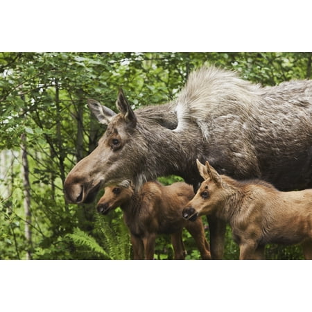 Two Newborn Moose Calves And Their Mother Keep Watchful Eyes On An ...