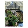 Exaco JVIC23S Junior Victorian 79 Square Foot Greenhouse - Black ...