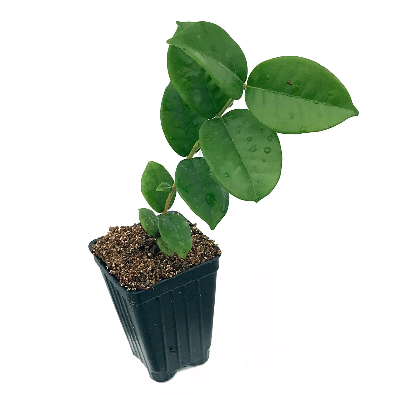 Star Cherry (Brazilian Pitangatuba) - Eugenia neonitida - Live Plant ...