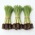 Live 10 Lemon Grass Plants for Outside, Lemongrass Plants Live, No Pot ...