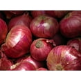 250 *Seeds RED CREOLE ONION Spicy Cajun Short Day Allium Cepa Vegetable ...