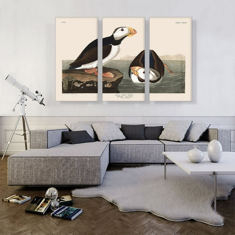 Large Billed Puffin Audubon