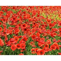 Red Chief Poppy, 100+ Seeds, Worlds Most Popular Flower, Stunning Red ...