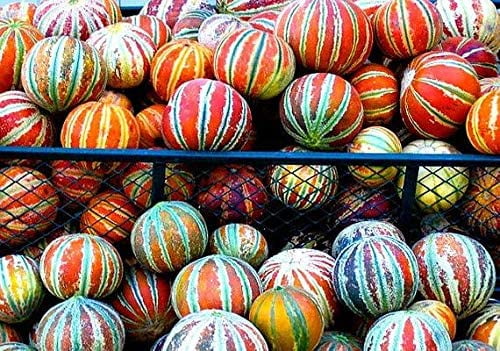 10 Rare Kajari Melon Seeds - Bright Striped Melon, Compact Vines - 60 ...