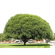 2 Golden Weeping Willow Trees - Ready to Plant - Live Plants ...