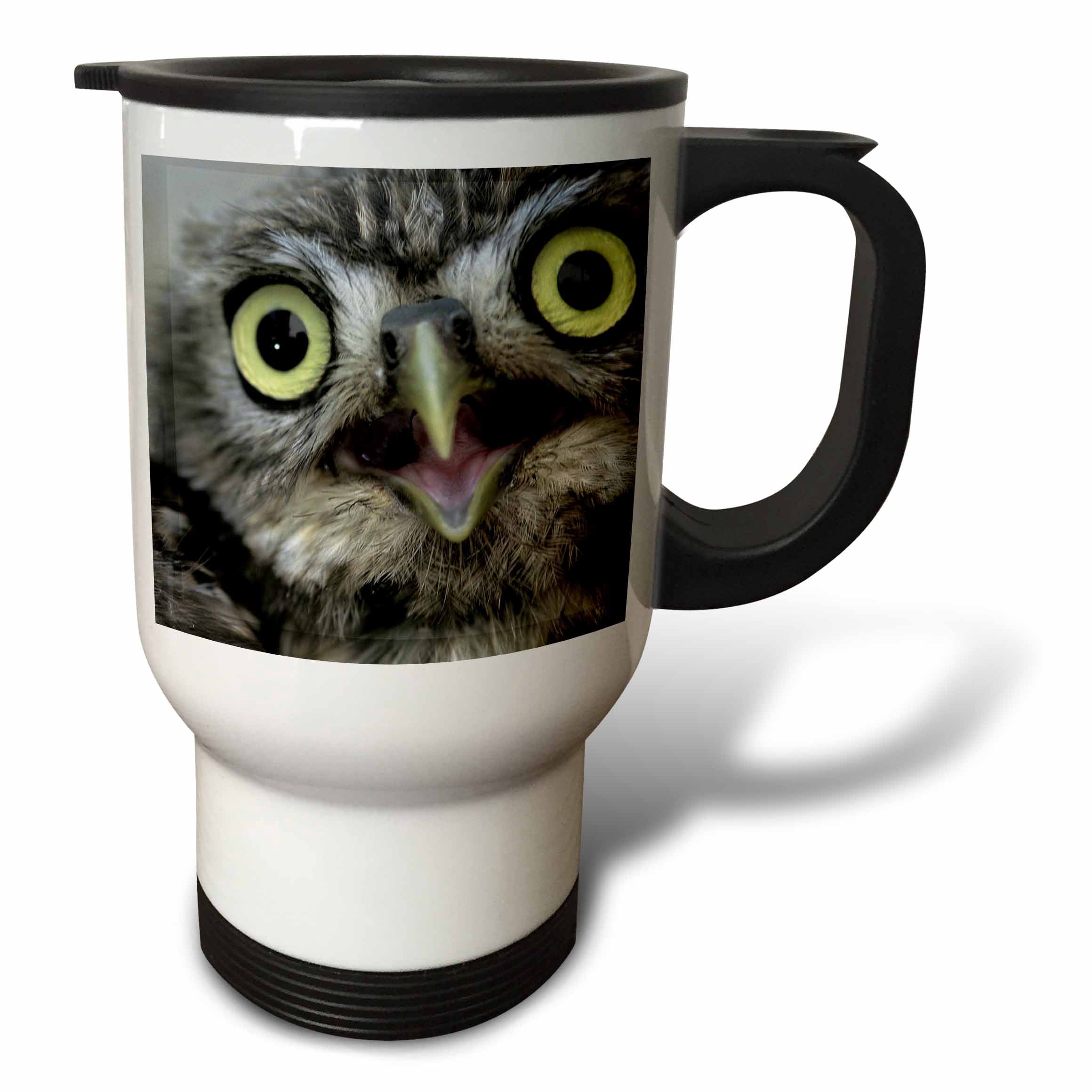 Little owl , Athena noctua, Aragon Spain Europe 14oz Stainless Steel ...