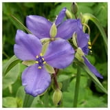 Everwilde Farms - 300 Ohio Spiderwort Native Wildflower Seeds - Gold ...