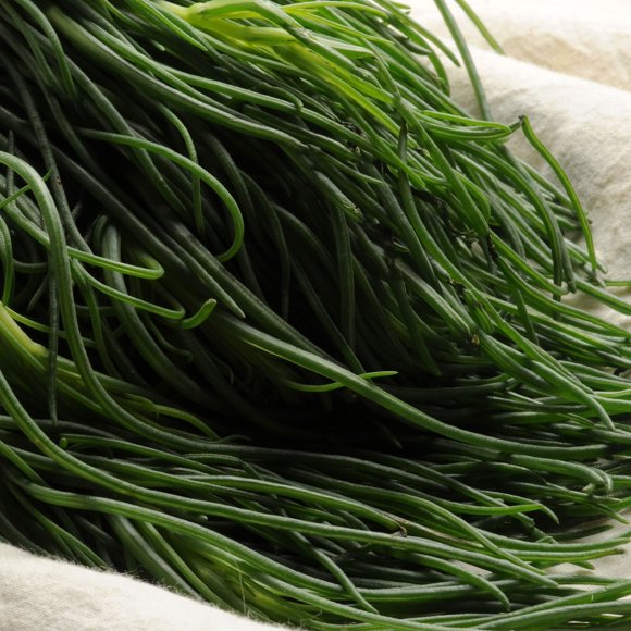 Kitazawa Seed Company