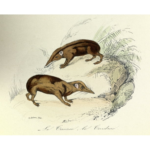 Engraving Poster Print (36 x 24) - Walmart.ca