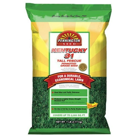 Kentucky 31 Tall Fescue Grass Seed
