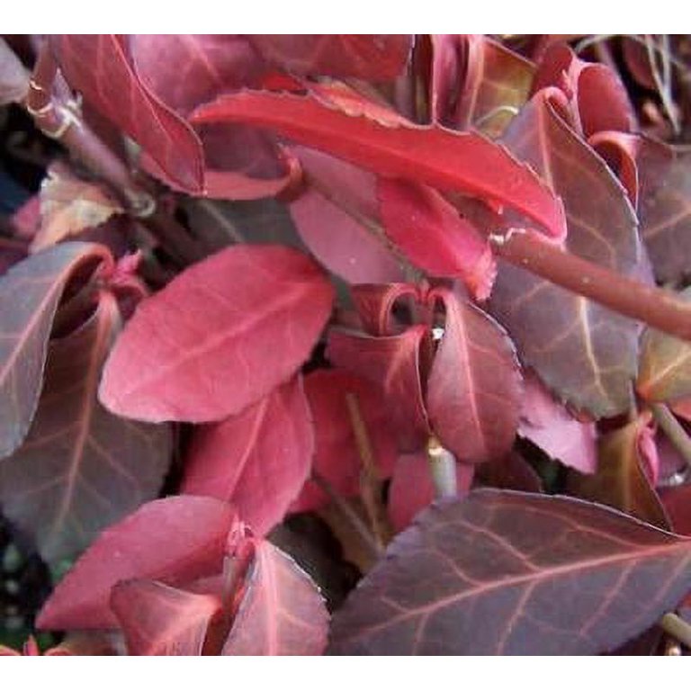 Purple Wintercreeper
