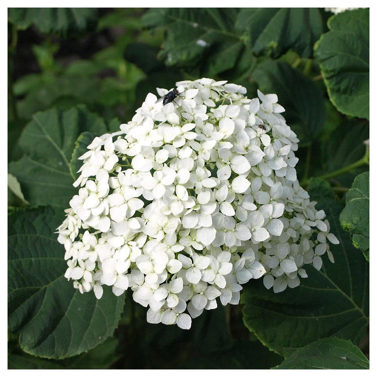 Everwilde Farms - 1 oz Wild Hydrangea Native Wildflower Seeds - Gold ...