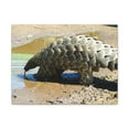 Funny Pangolin Silly African Tree Pangolin Outside Wall Art Ready to ...