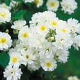 Heirloom Roses White Rose Bush - Cassie Shrub Rose Plant - Live Plants ...