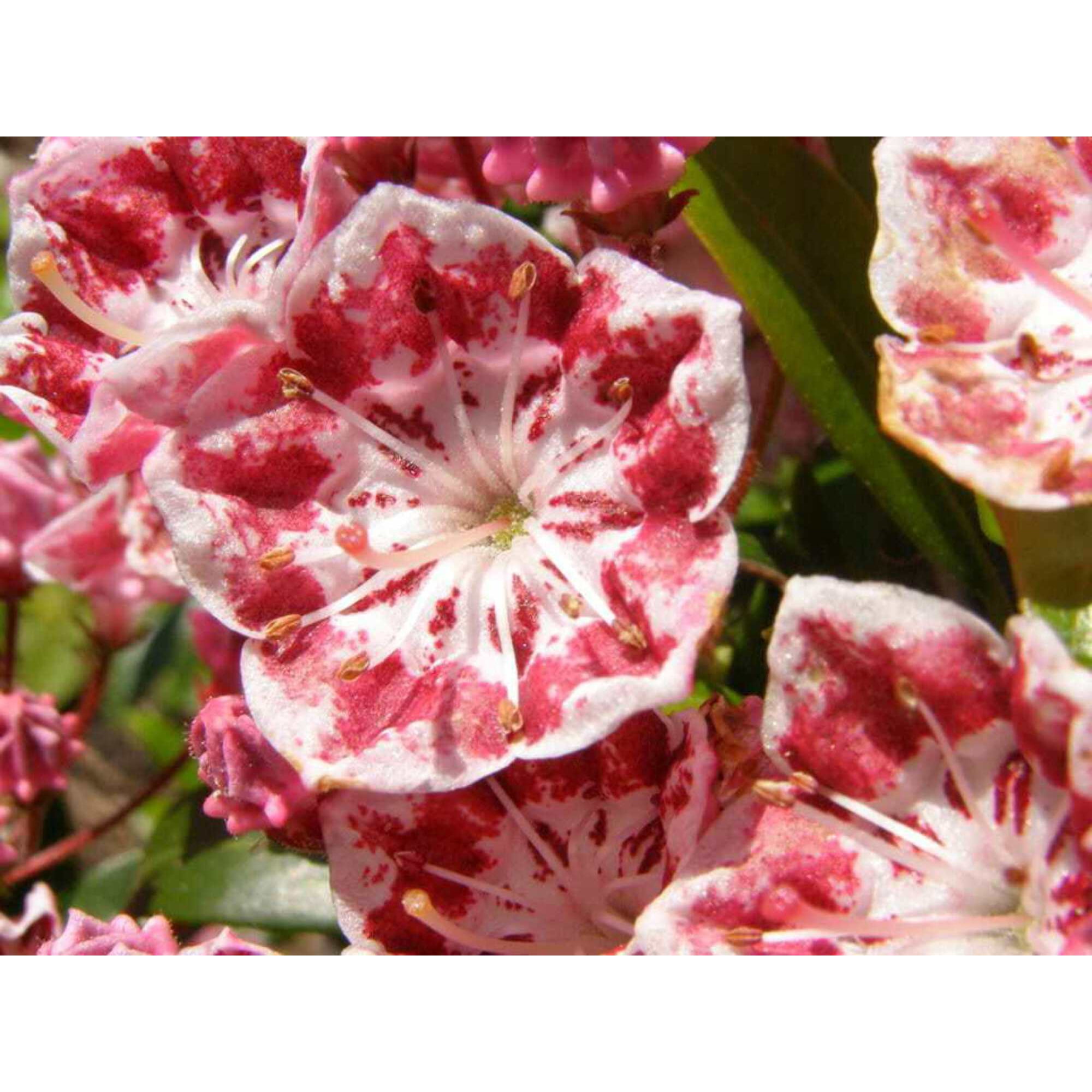 Click here for Seedville Usa 50 Mountain Laurel White Pink Red Ka... prices