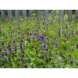 Earthcare Seeds - Prunella Vulgaris Var. Lanceolata 700 Seeds, Heirloom ...