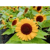 25 Dwarf SUNSPOT SUNFLOWER Helianthus Annuus Flower Seeds - Walmart.com