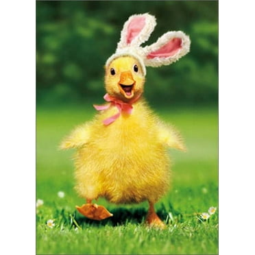 Avanti Press Easter Card with Kitten in Bunny Ears, Heavy Recycled ...