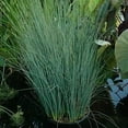 Rush Grass Blue Arrow 2 Extra Large 3 Gallon Plants Juncus inflexus ...