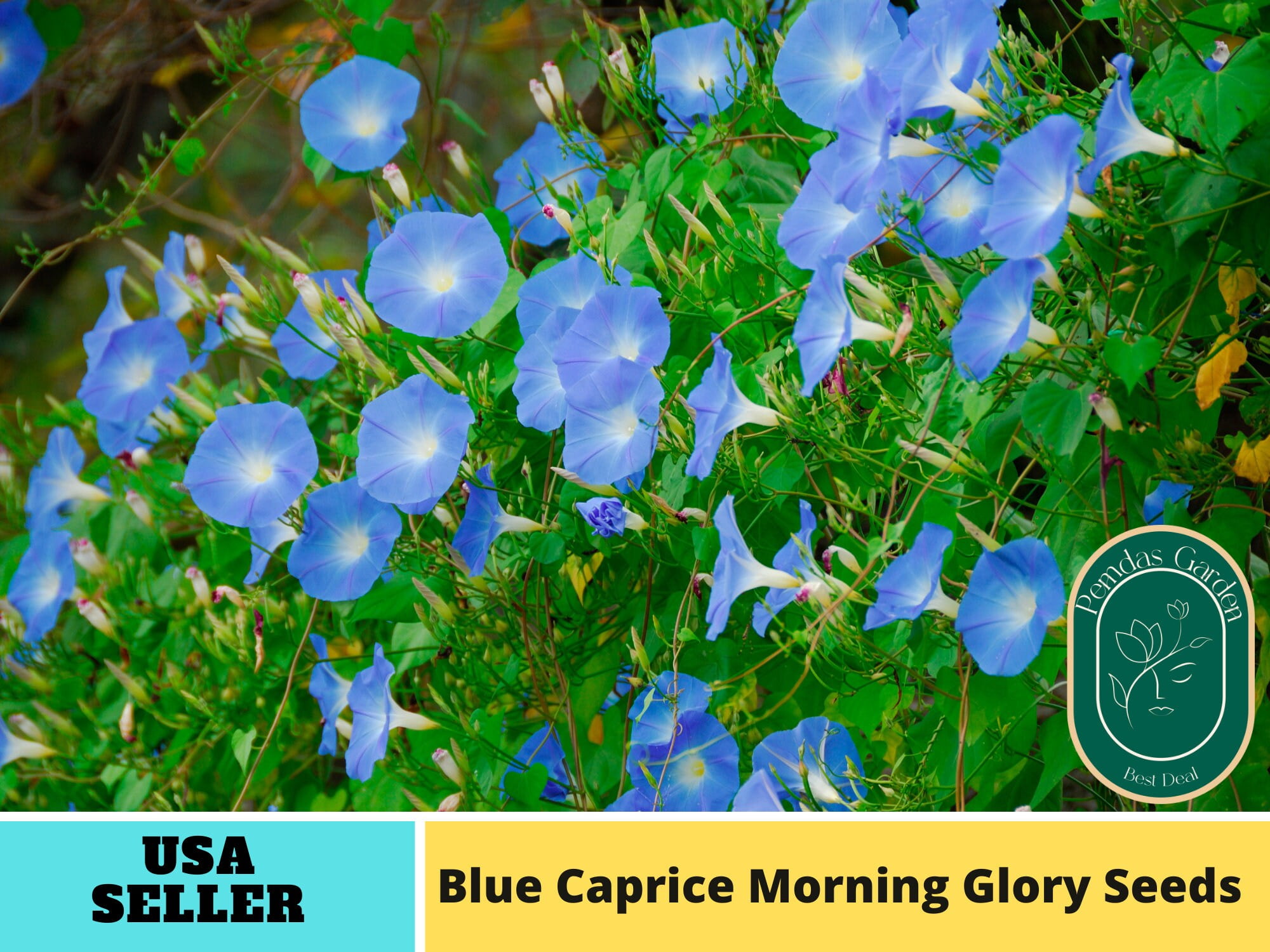 30+ Seeds| Blue Caprice Morning Glory Seeds - Authentic Seeds ...