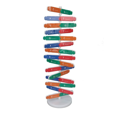 Human DNA Model,Human DNA Model Colorful DNA Model DNA Model Kit True ...