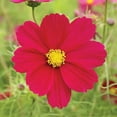 Cosmos Seeds - Dazzler - Packet - Red Flower Seeds, Open Pollinated ...