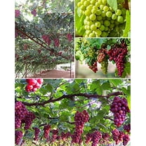20+ Red Concord Grape Seeds - Grow Grape Vines for Wine Making, Fruit ...