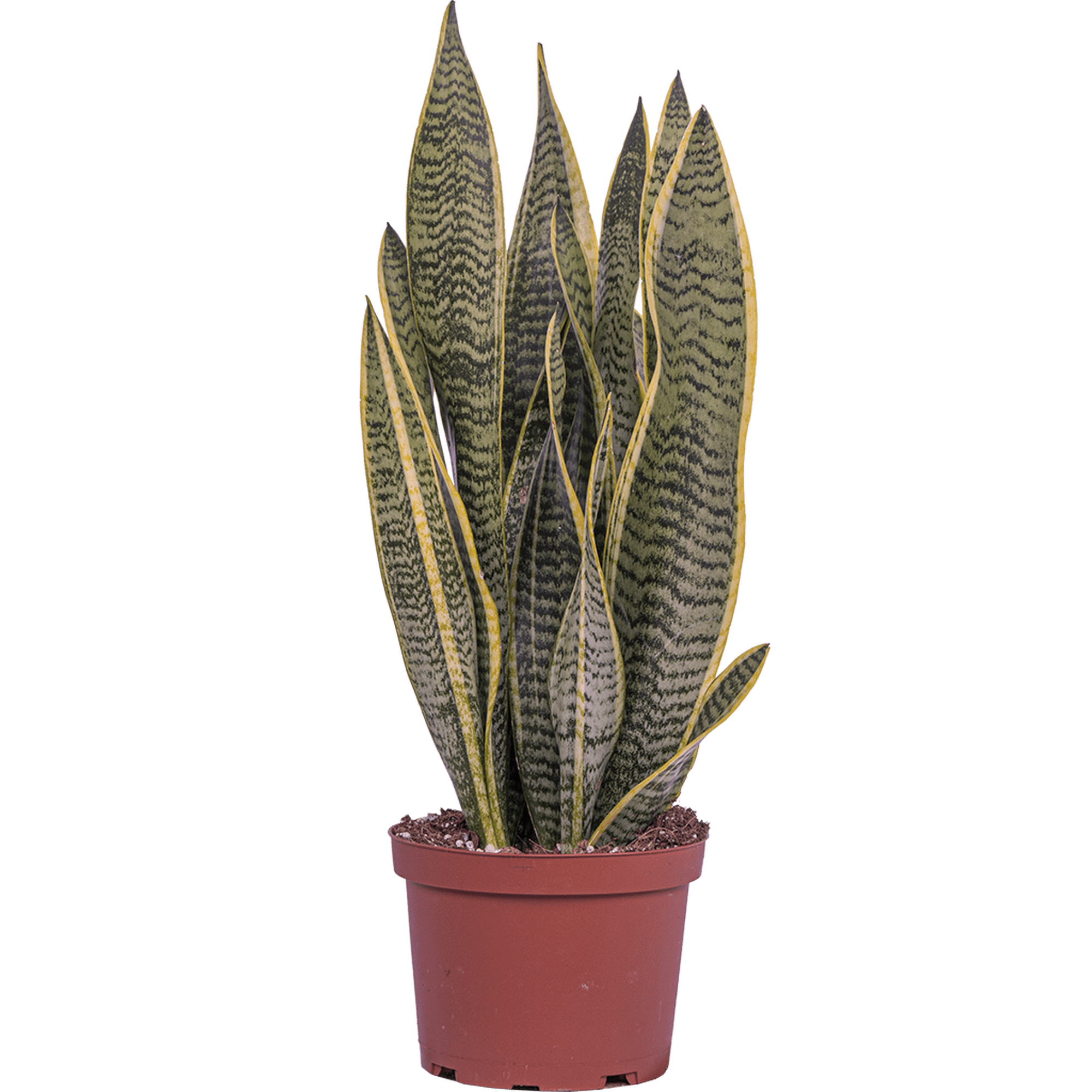 Click here for Plantsome Sansevieria Laurentii Snake Plant (M) Li... prices