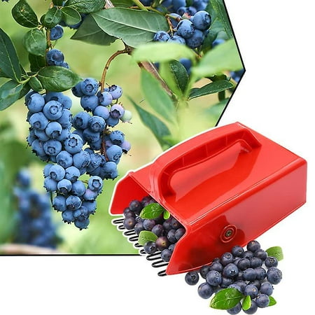 Blueberry Picker Scoop, Plastic Berry Picker With Metallic Comb ...