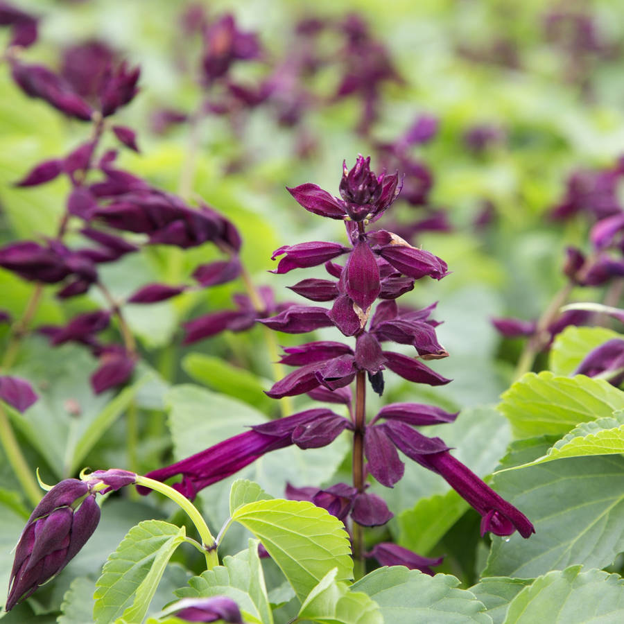 Saucy Wine Salvia Sun Perennial (2.5 Quart) Sizzling Burgundy-Red ...