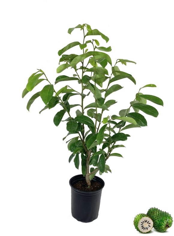 Fruit Trees in Trees - Walmart.com