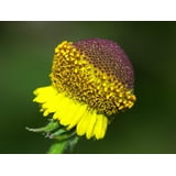 50 ROSILLA Helenium Puberulum Autumn Lollipop Sneezeweed Dogtooth Daisy ...