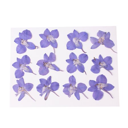 12 Pieces Dried Flowers Uncolored Pressed Specimen Beautiful Handmade ...