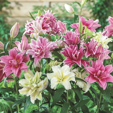 Yellow Power Asiatic Lily Bulbs for Planting - Stunning Yellow Blooms ...