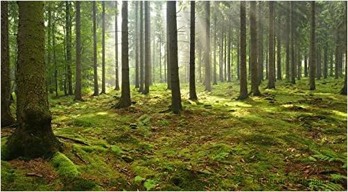 aquarium terrarium backgrounds main (forest, 48”l x 20”h) - Walmart.com
