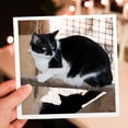 3drose, a Black and White Cat Sitting on a Branch in Kanab, 12 Greeting ...