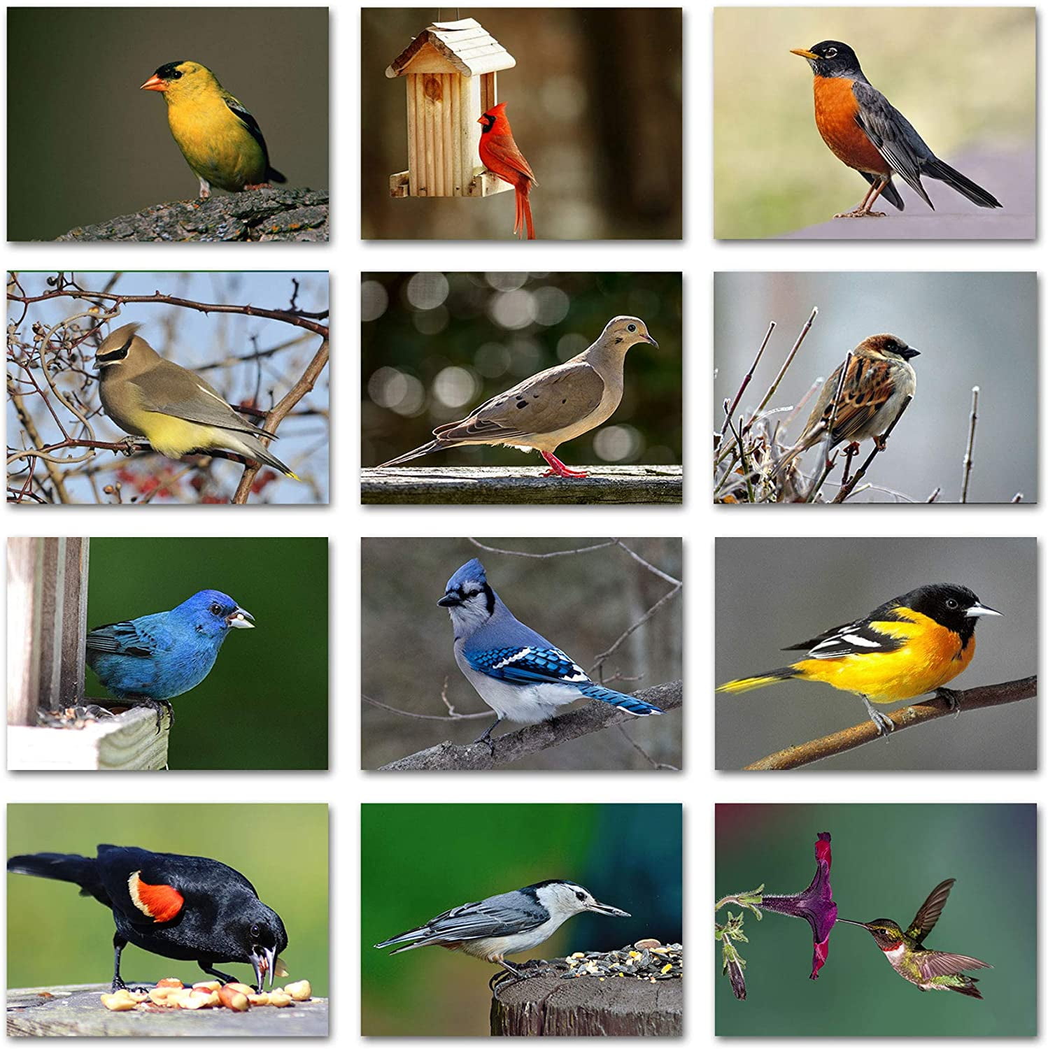 Midwest Backyard Bird Greeting Cards With Identification Card - 12 ...