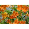 100 Twinkle ORANGE MONKEY FLOWER Mimulus Seeds - Walmart.com