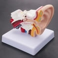Human Ear Anatomy Model 1.5 Times Enlarged PVC Anatomical Ear Model for ...